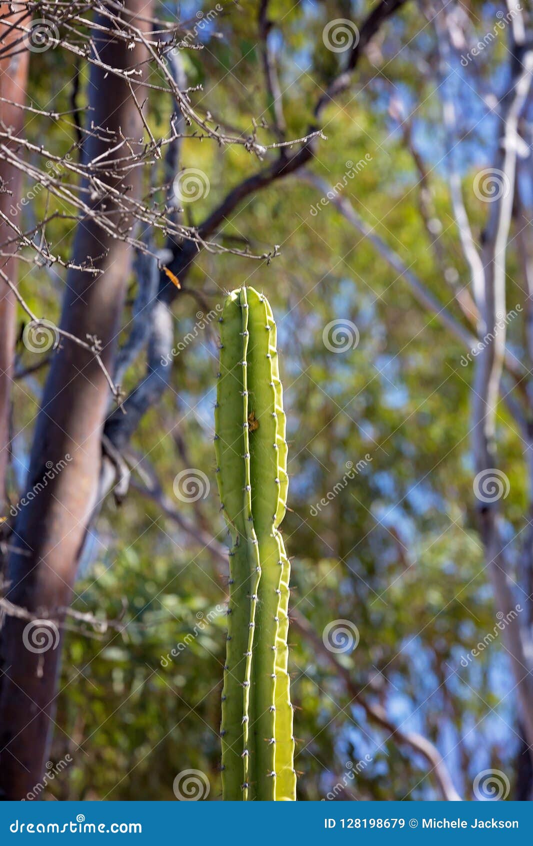 Prickly Pear Invasion in Central Queensland Australia Stock Image ...