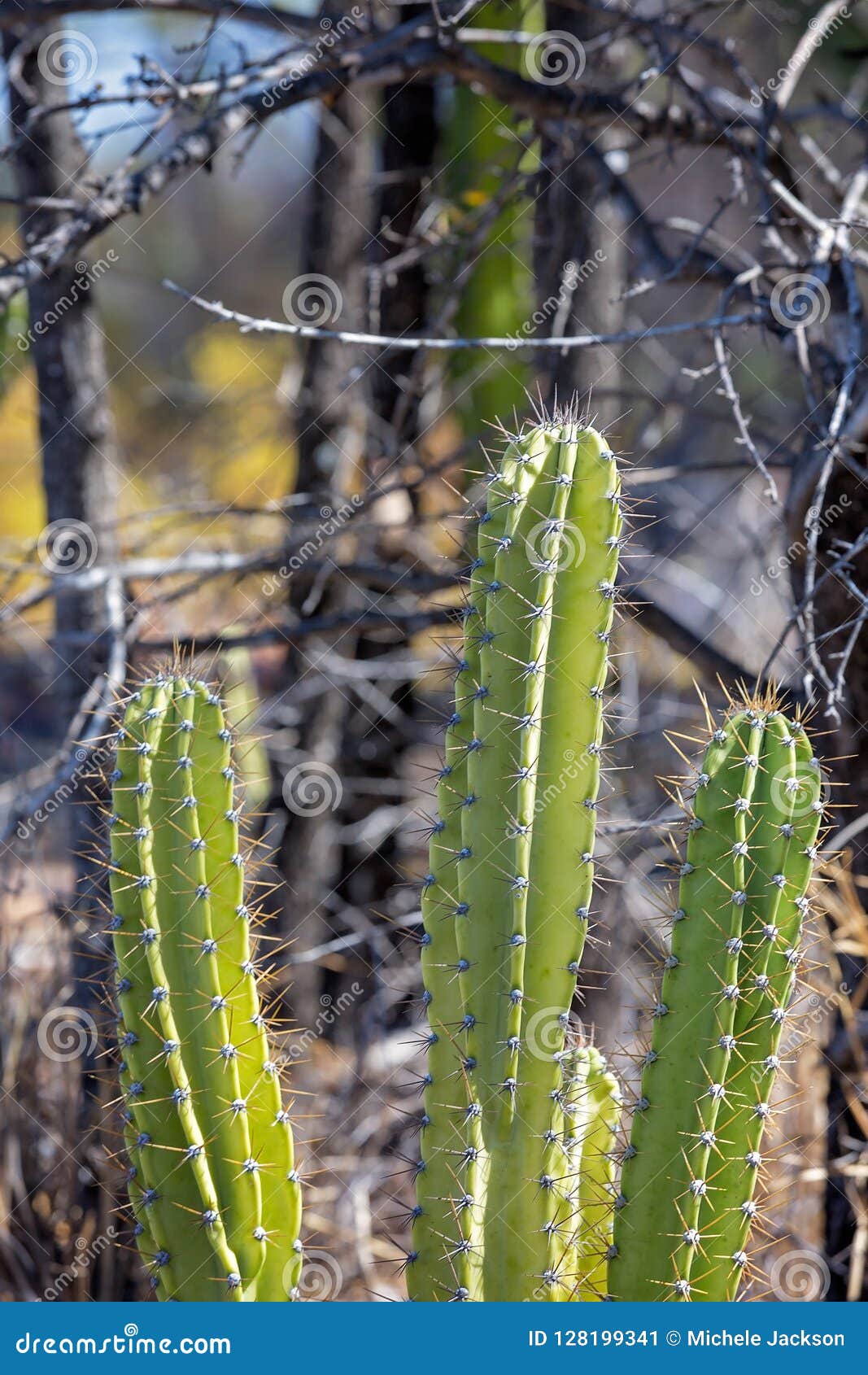 Prickly Pear Invasion in Central Queensland Australia Stock Image ...
