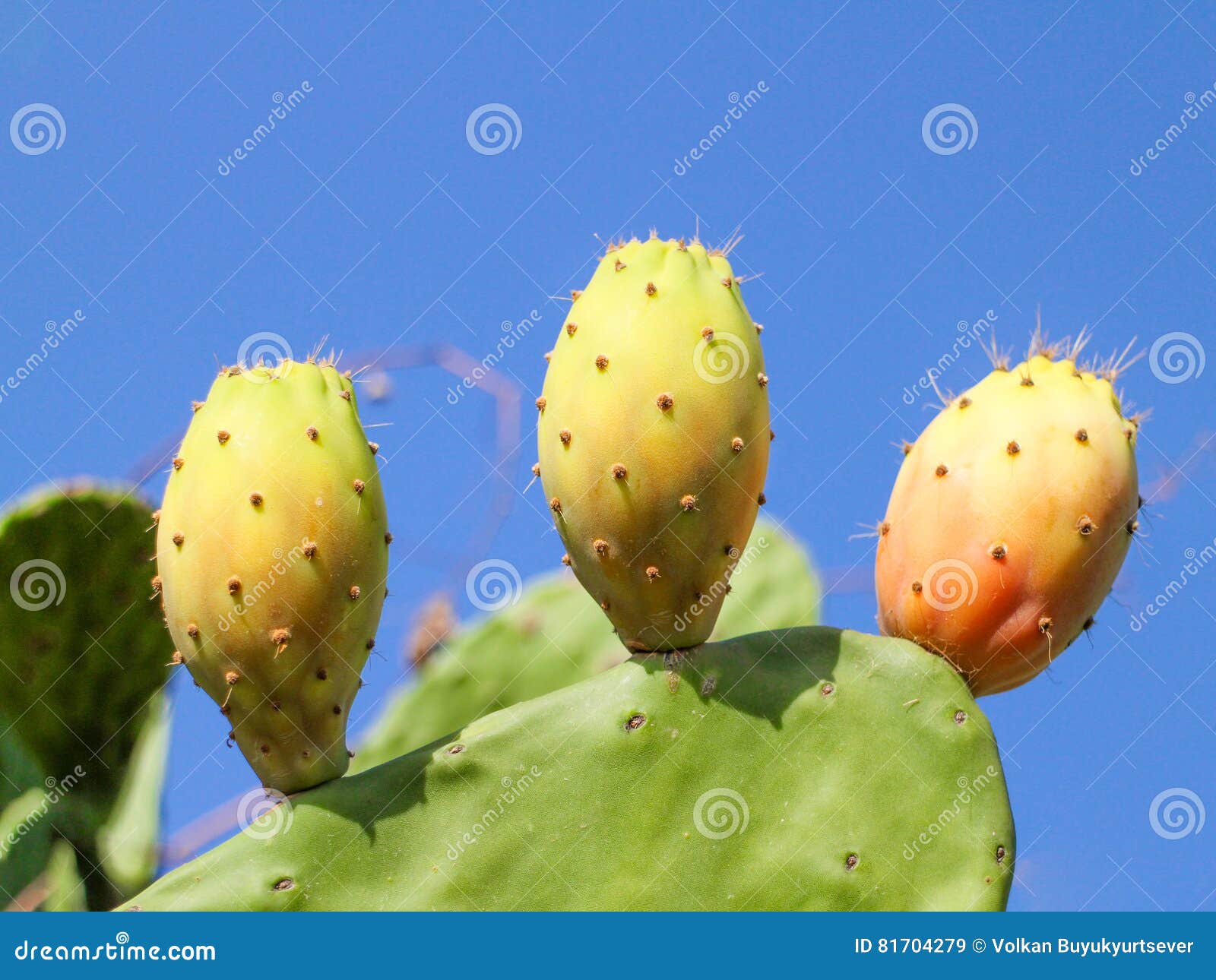 Prickly Pear, Nopal, Cactus Pear, Babutsa Stock Image - Image of india ...