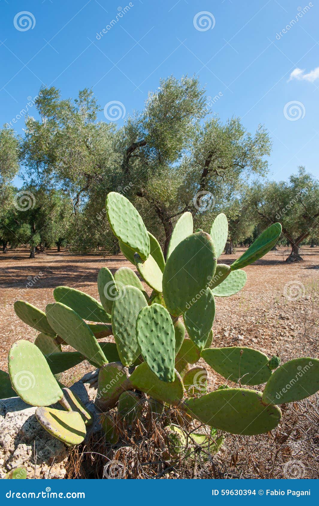Prickly Pear Plant with Olive Trees Field Stock Photo - Image of ...