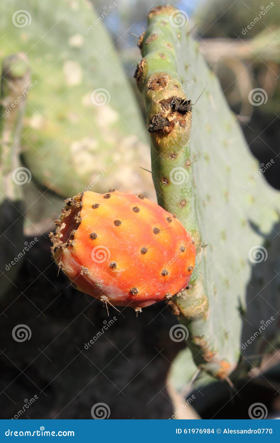 Prickly pear stock photo. Image of health, cactus, exotic - 61976984