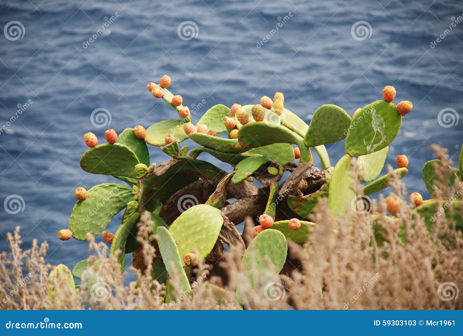 Prickly pear stock image. Image of nature, summer, water - 59303103