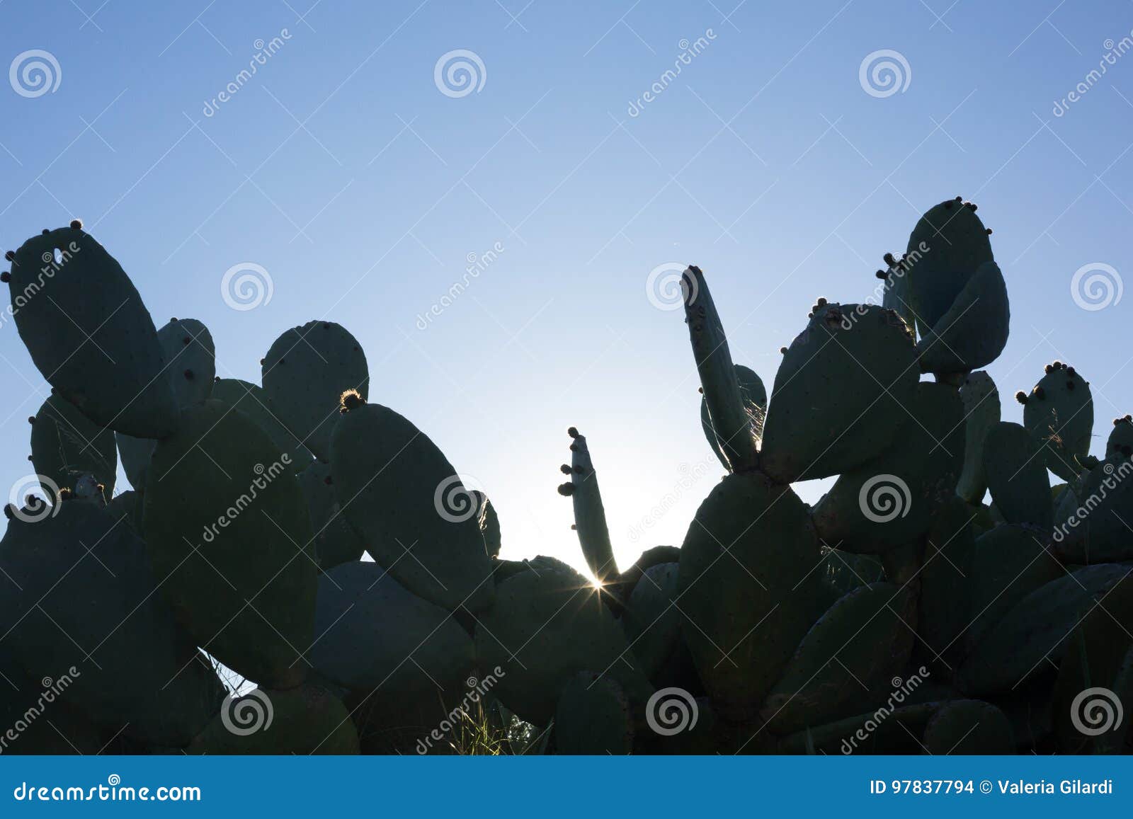 Prickly Pear Tree, Back Lit Stock Photo - Image of plant, natural: 97837794