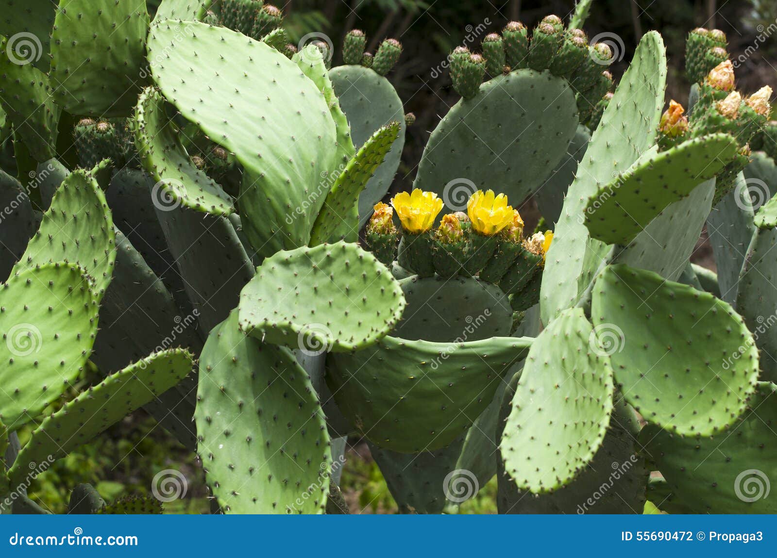 Prickly Pear Tree with Buds and Flowers in Spring. Stock Photo - Image ...
