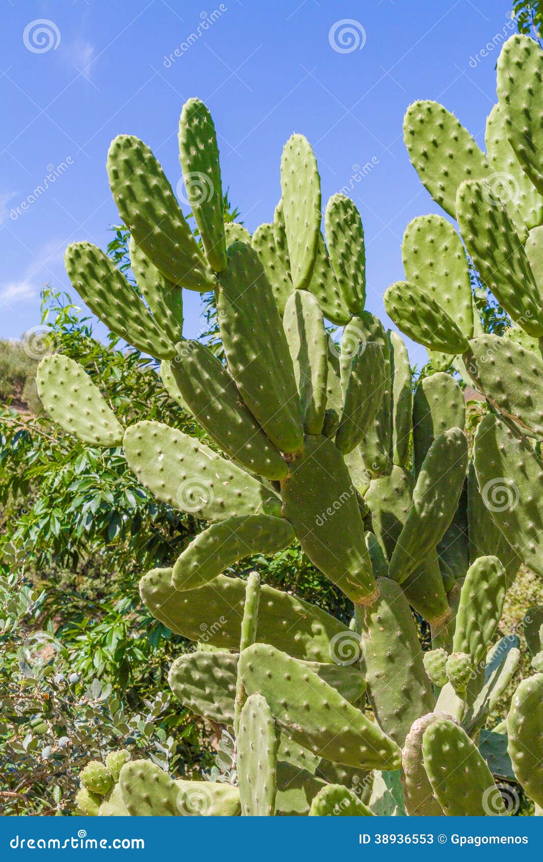 Prickly Pear Tree at Chania Crete. Stock Image - Image of flower, plant ...