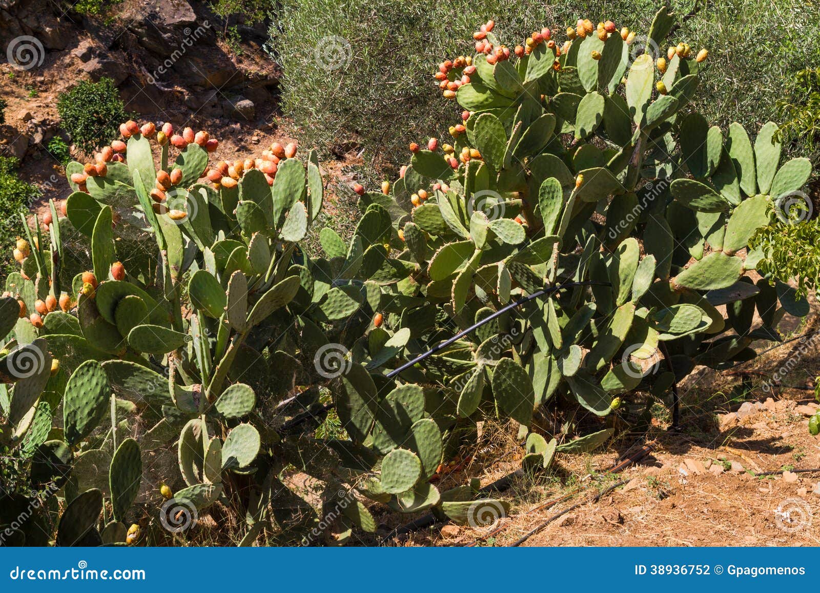 Prickly Pear Tree at Chania Crete. Stock Photo - Image of plant ...
