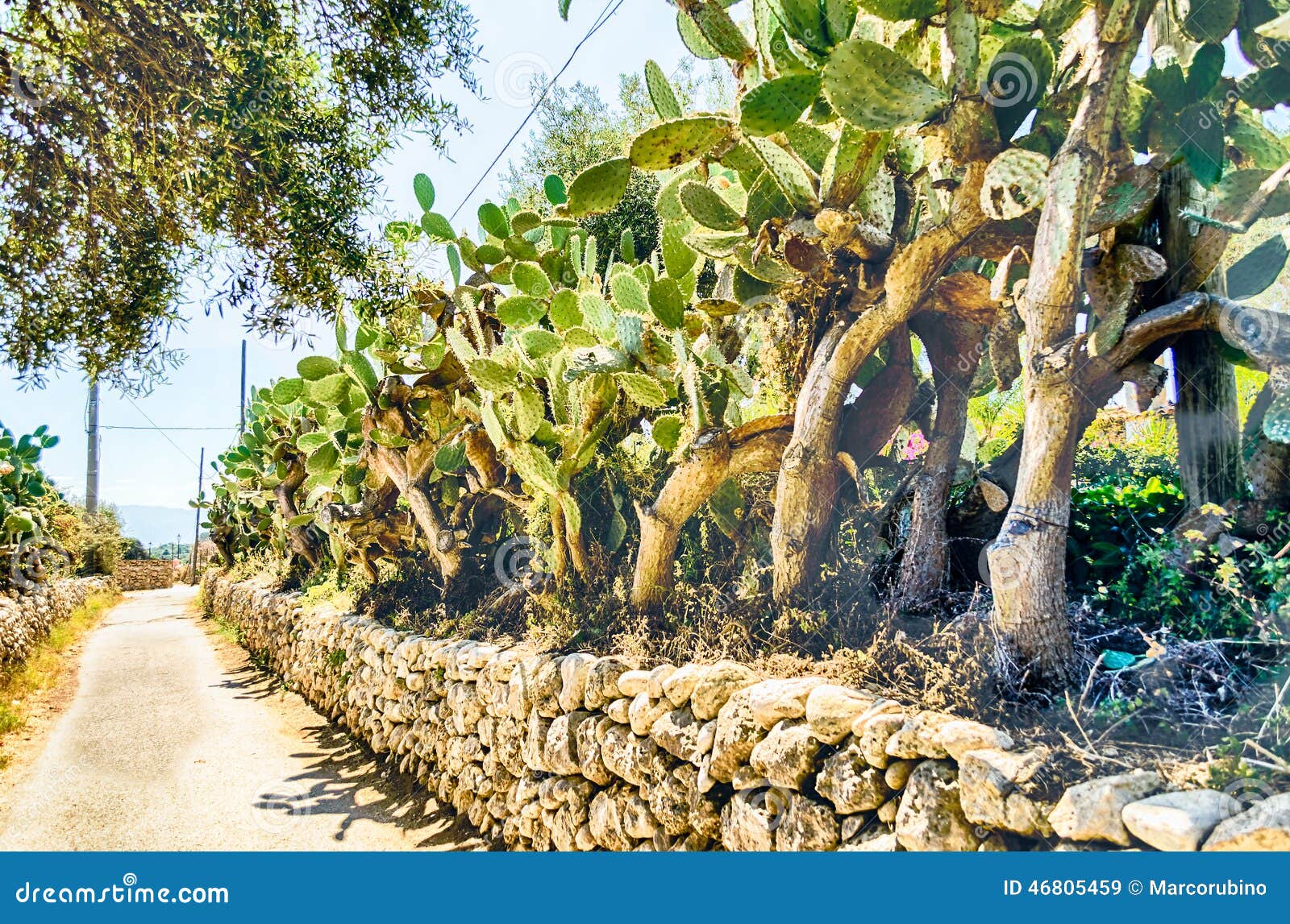 Prickly pear trees stock image. Image of prickle, desert - 46805459