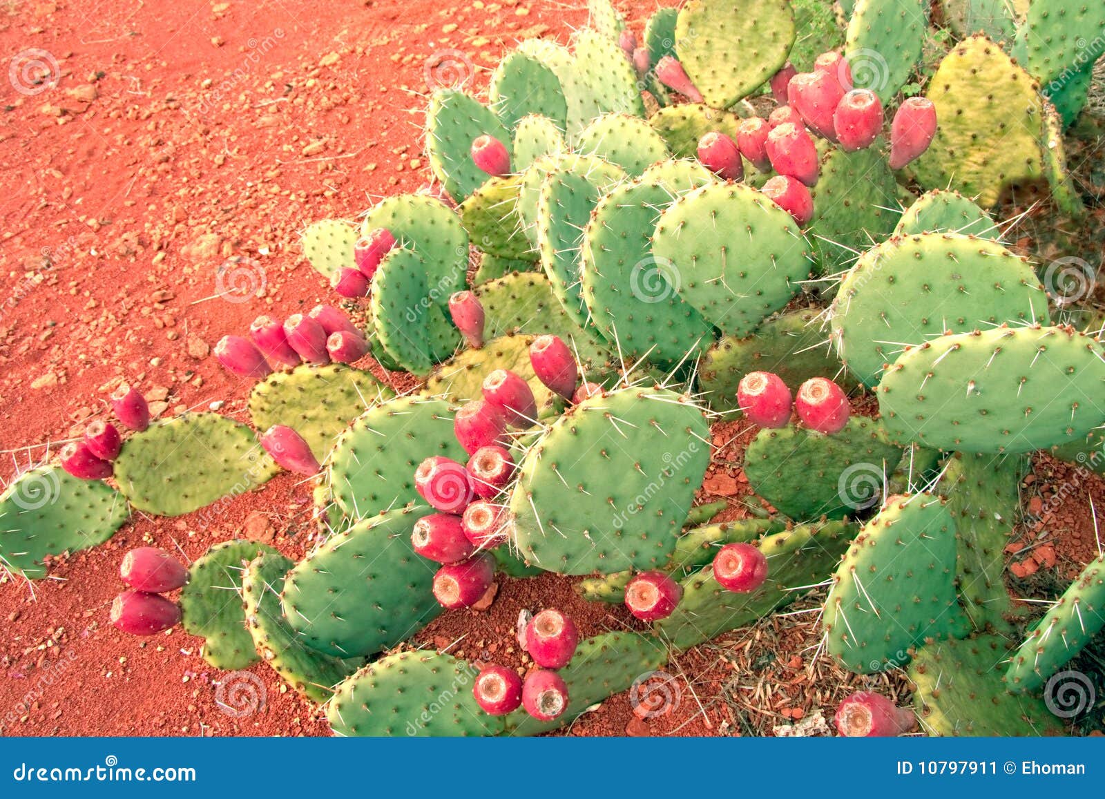 Prickly Pears stock image. Image of green, edible, cacti - 10797911