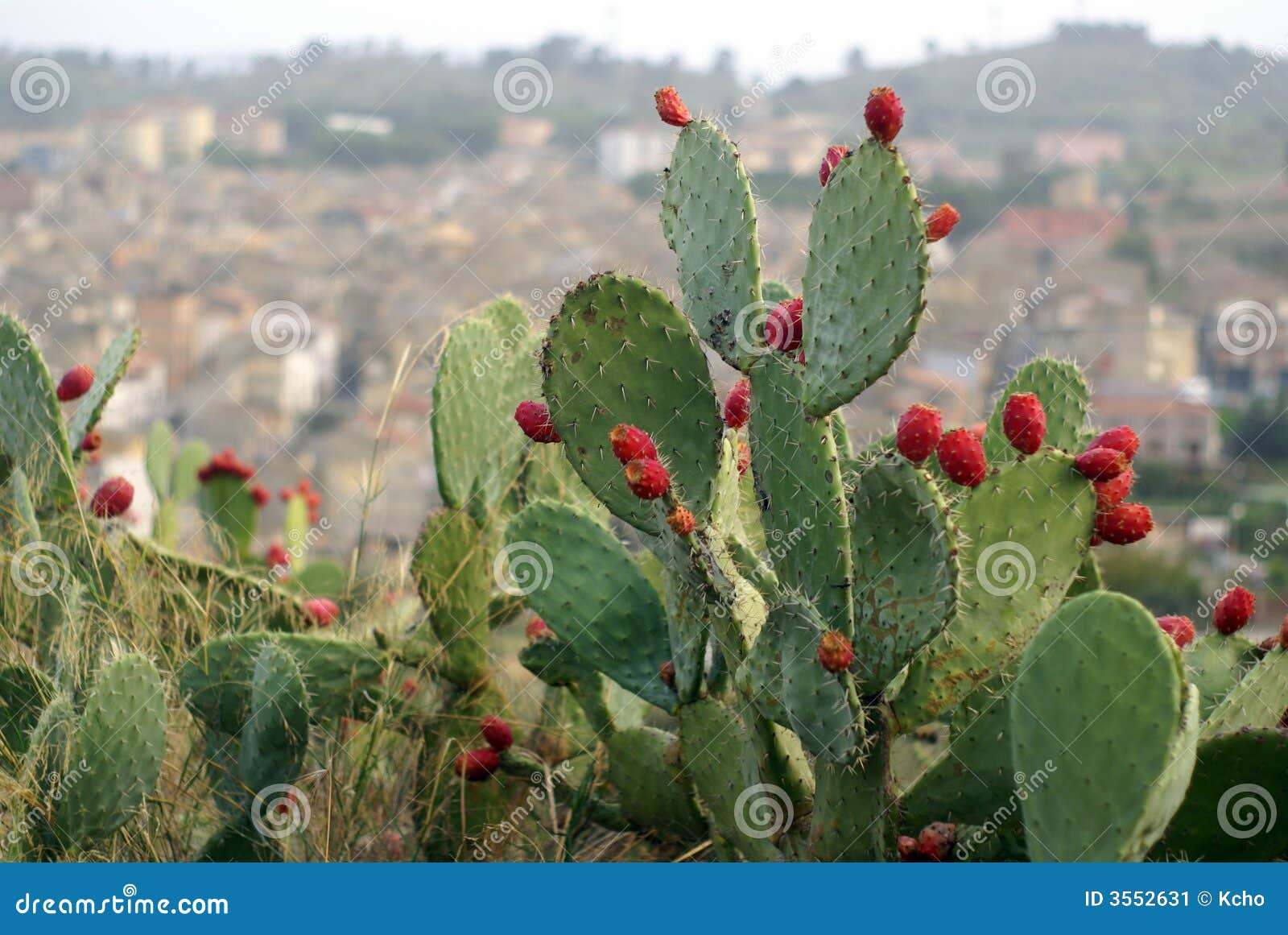 Prickly pears stock image. Image of closeup, europe, flower - 3552631