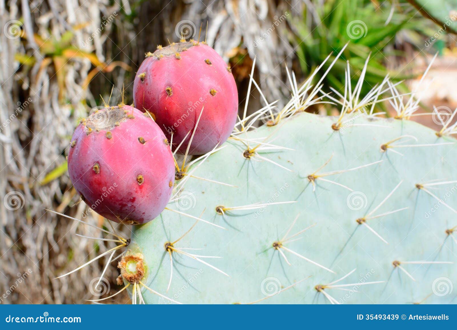 Prickly pears close up stock image. Image of botanicactus - 35493439
