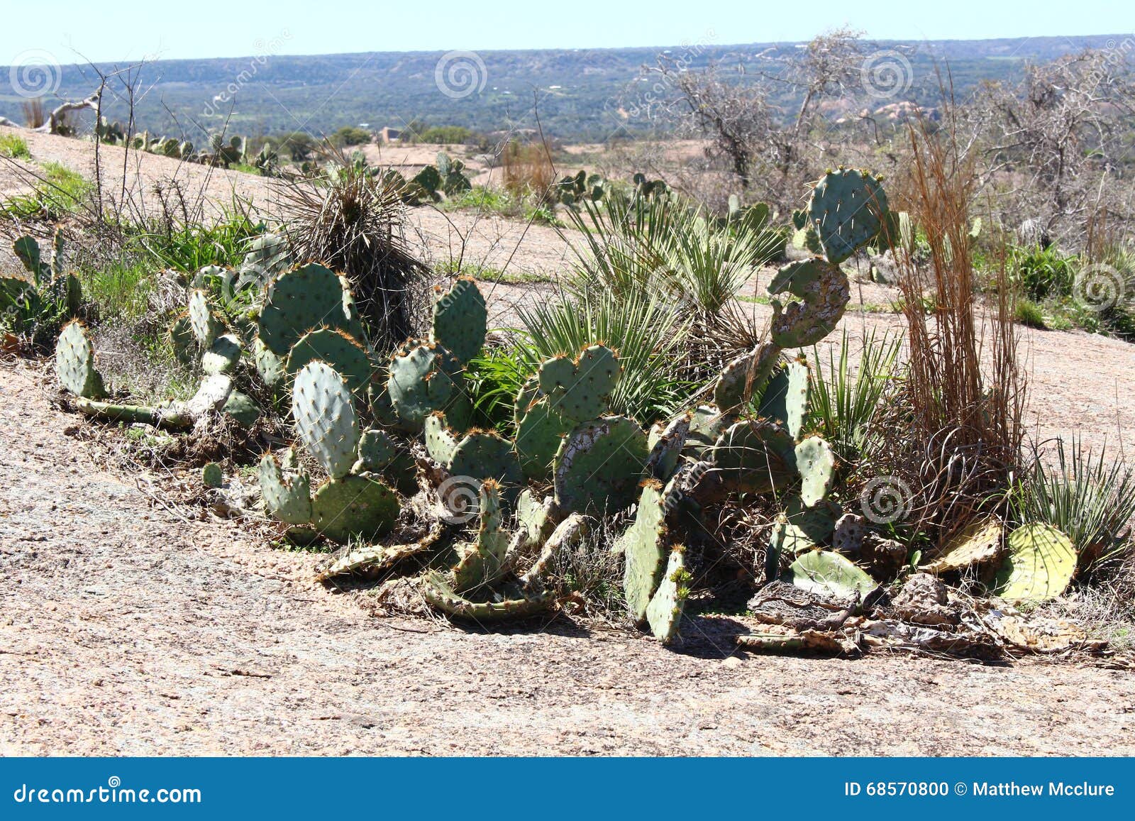 Prickly Pears at Enchanted Rock Stock Photo - Image of trail, texas ...