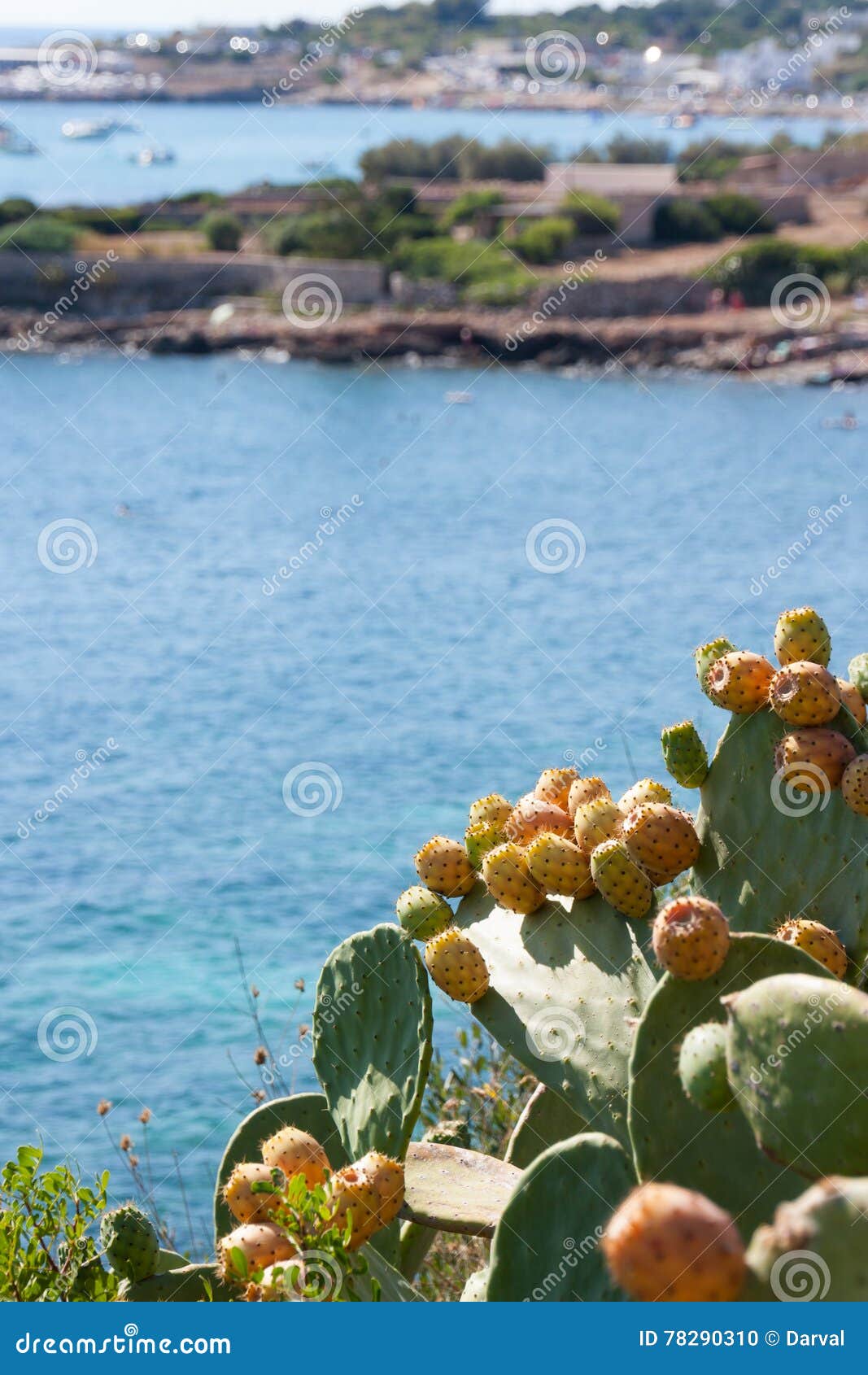 Prickly Pears Grown Up by the Sea Stock Photo - Image of apulia ...