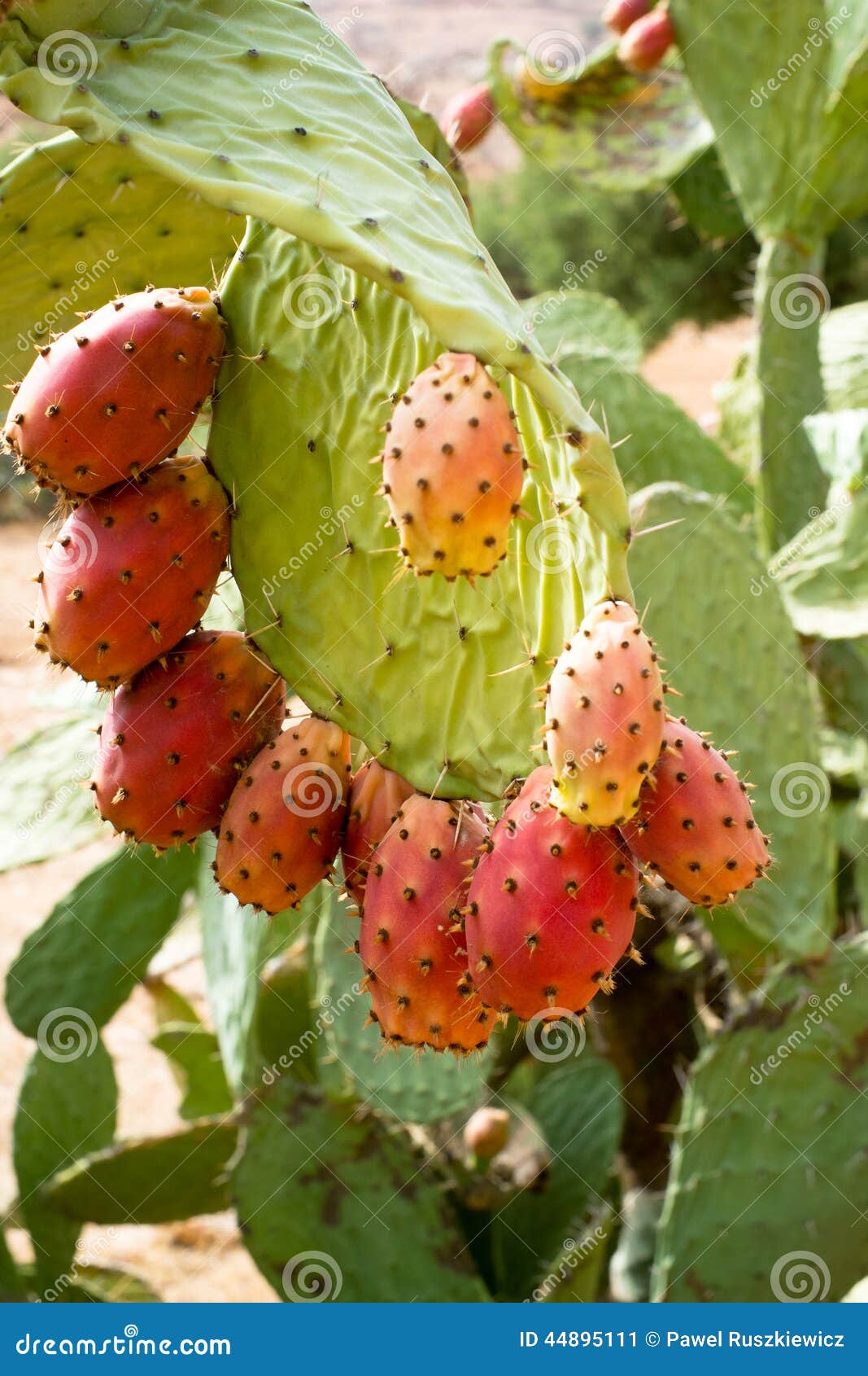 Prickly pears stock image. Image of pears, leaf, exotic - 44895111