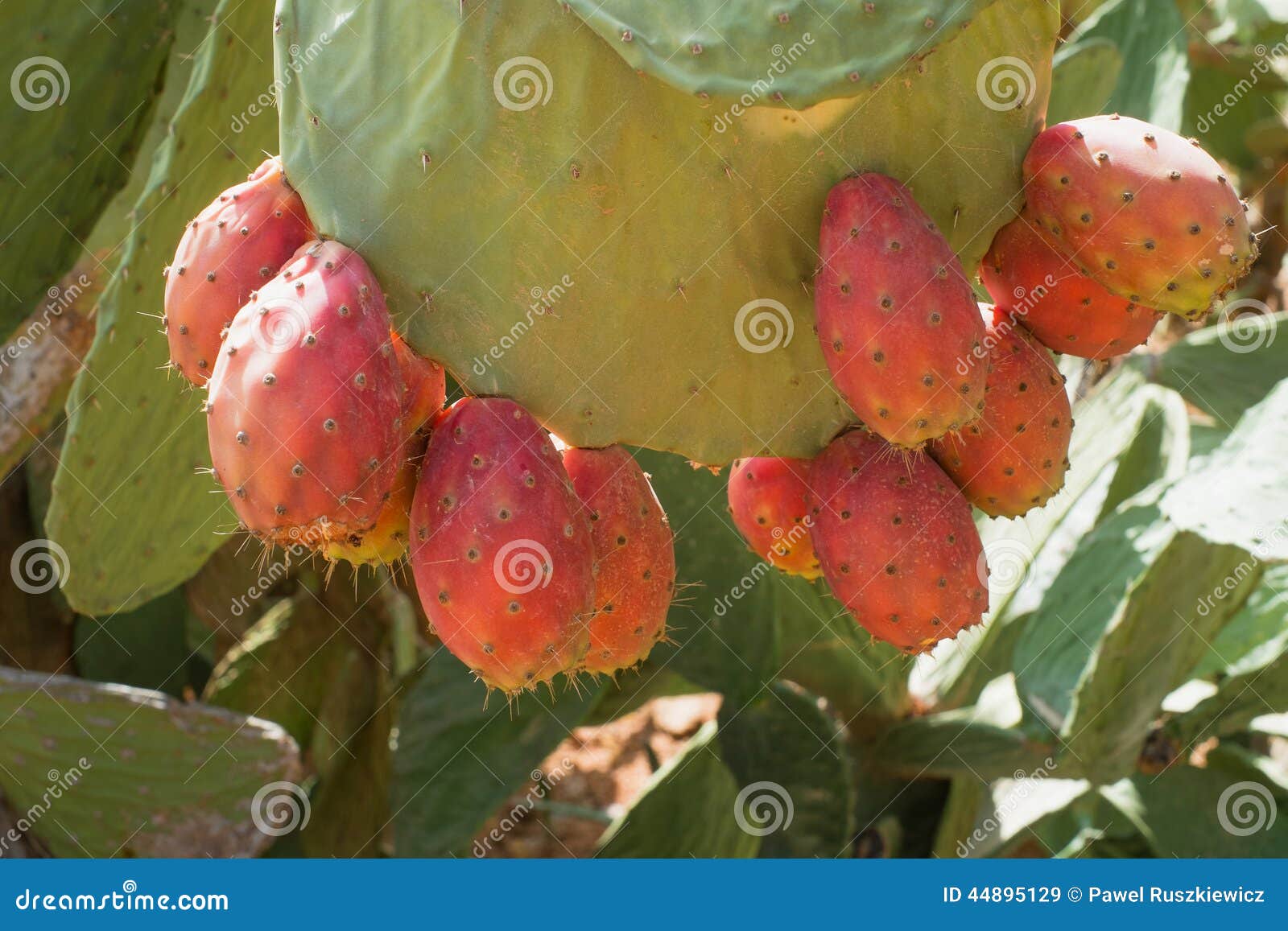 Prickly pears stock image. Image of plant, exotic, barbed - 44895129