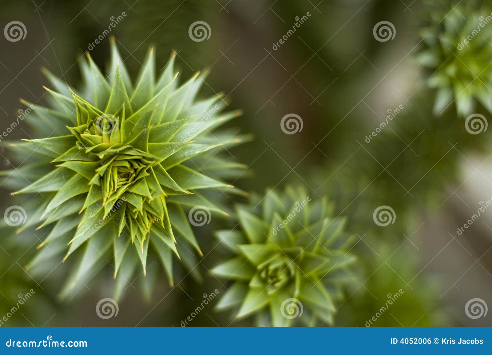 Prickly plant stock photo. Image of prickly, autumn, plant - 4052006