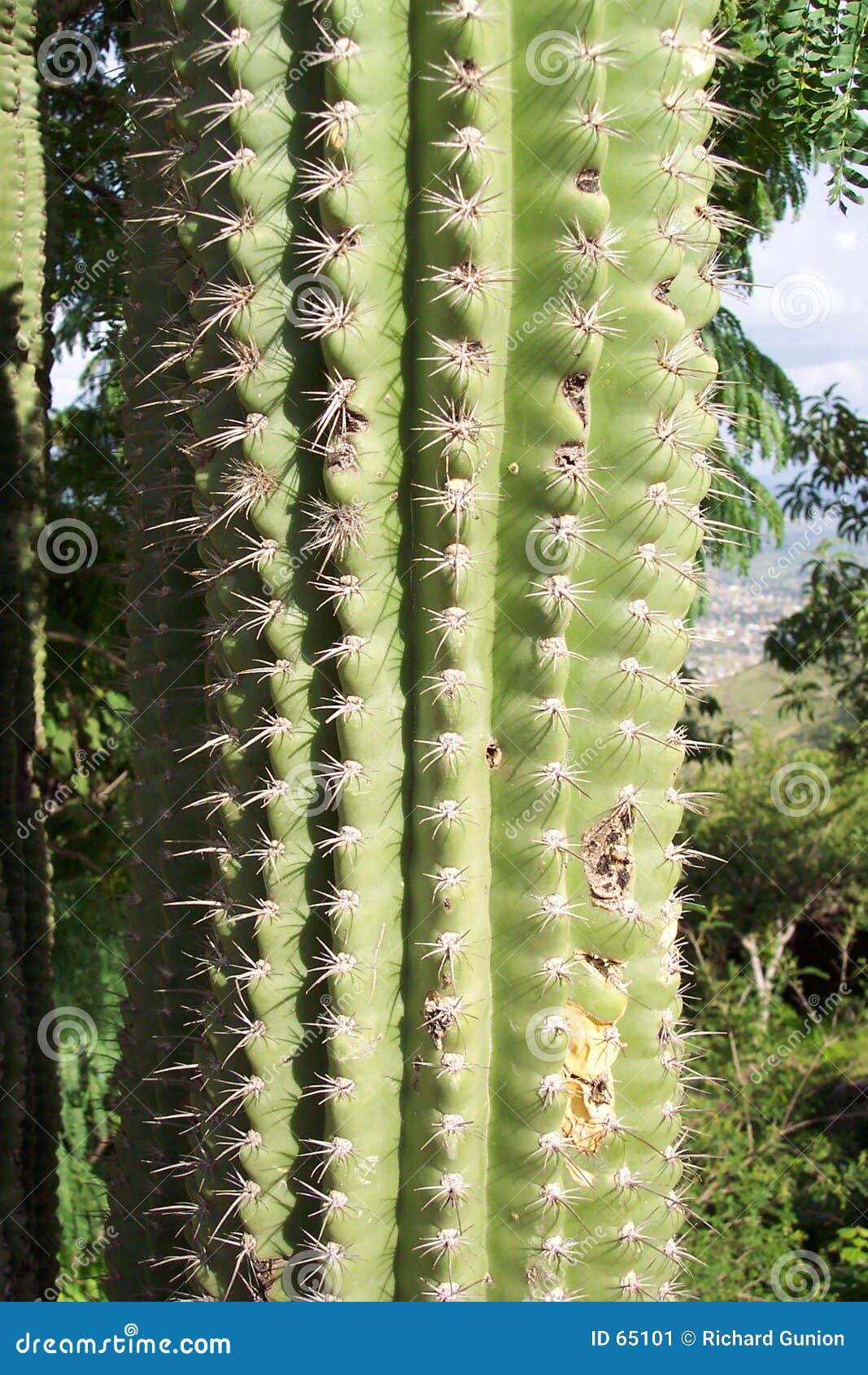 Prickly Plant stock image. Image of travel, tropical, mount - 65101