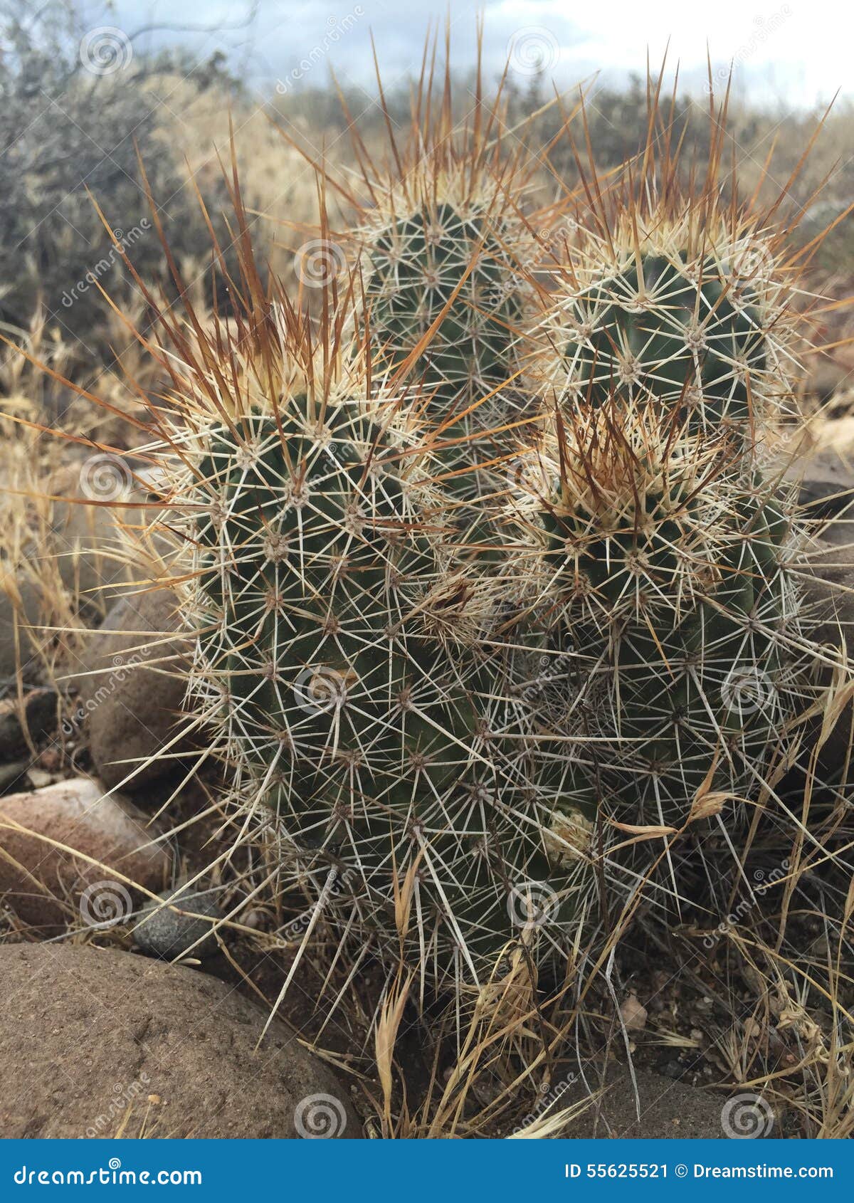 Prickly Plant stock image. Image of prickly, arizona - 55625521