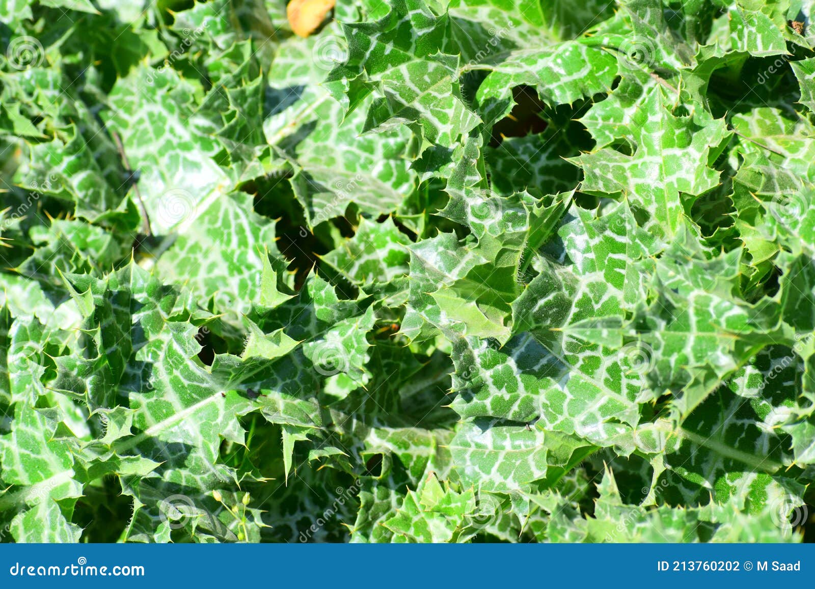 Prickly Plant. Closeup of a Prickly Plant Stock Photo - Image of garden ...