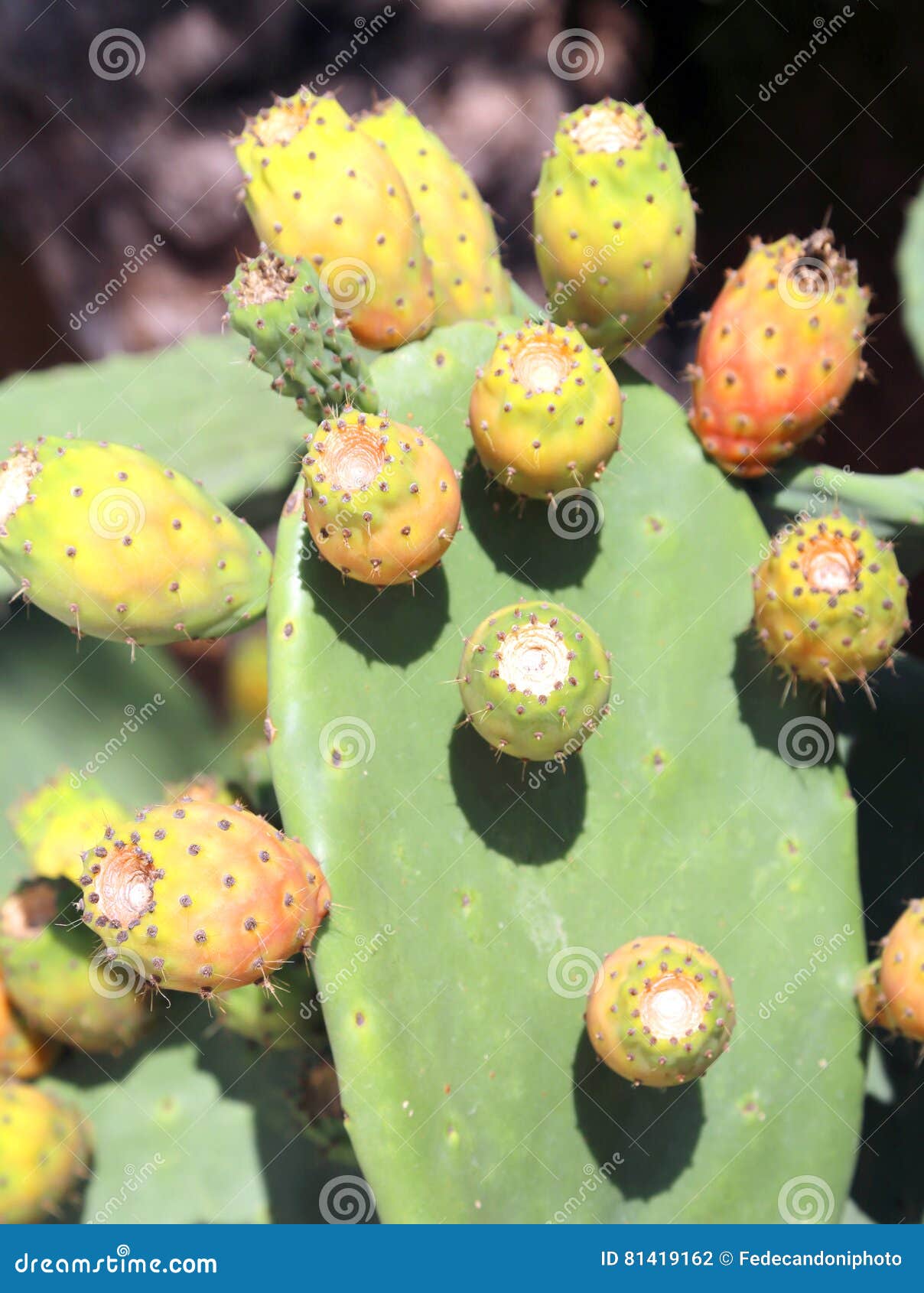Prickly Plant with Large Fruit Ready for Harvest Stock Photo - Image of ...