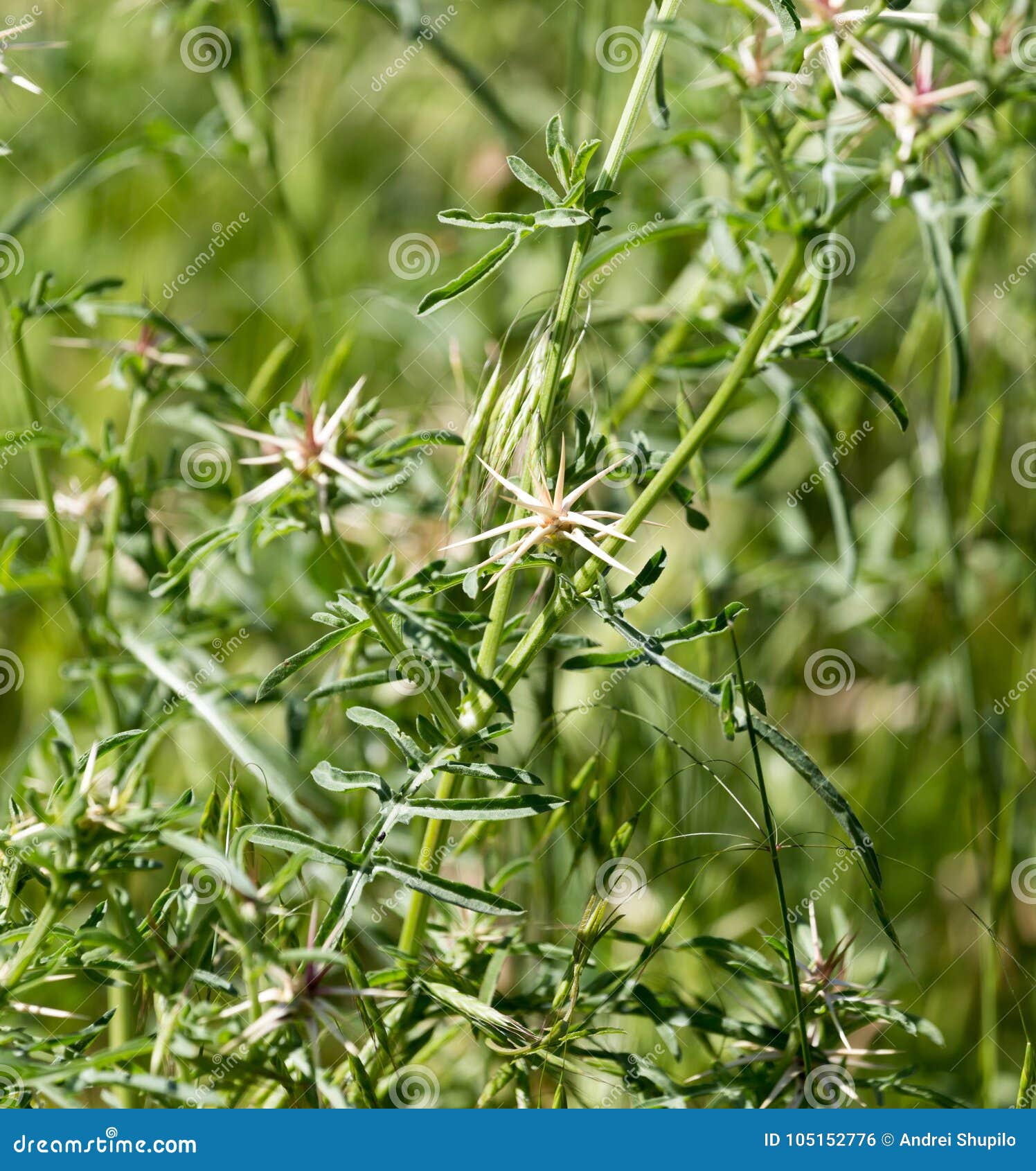Prickly plant in nature stock photo. Image of garden - 105152776