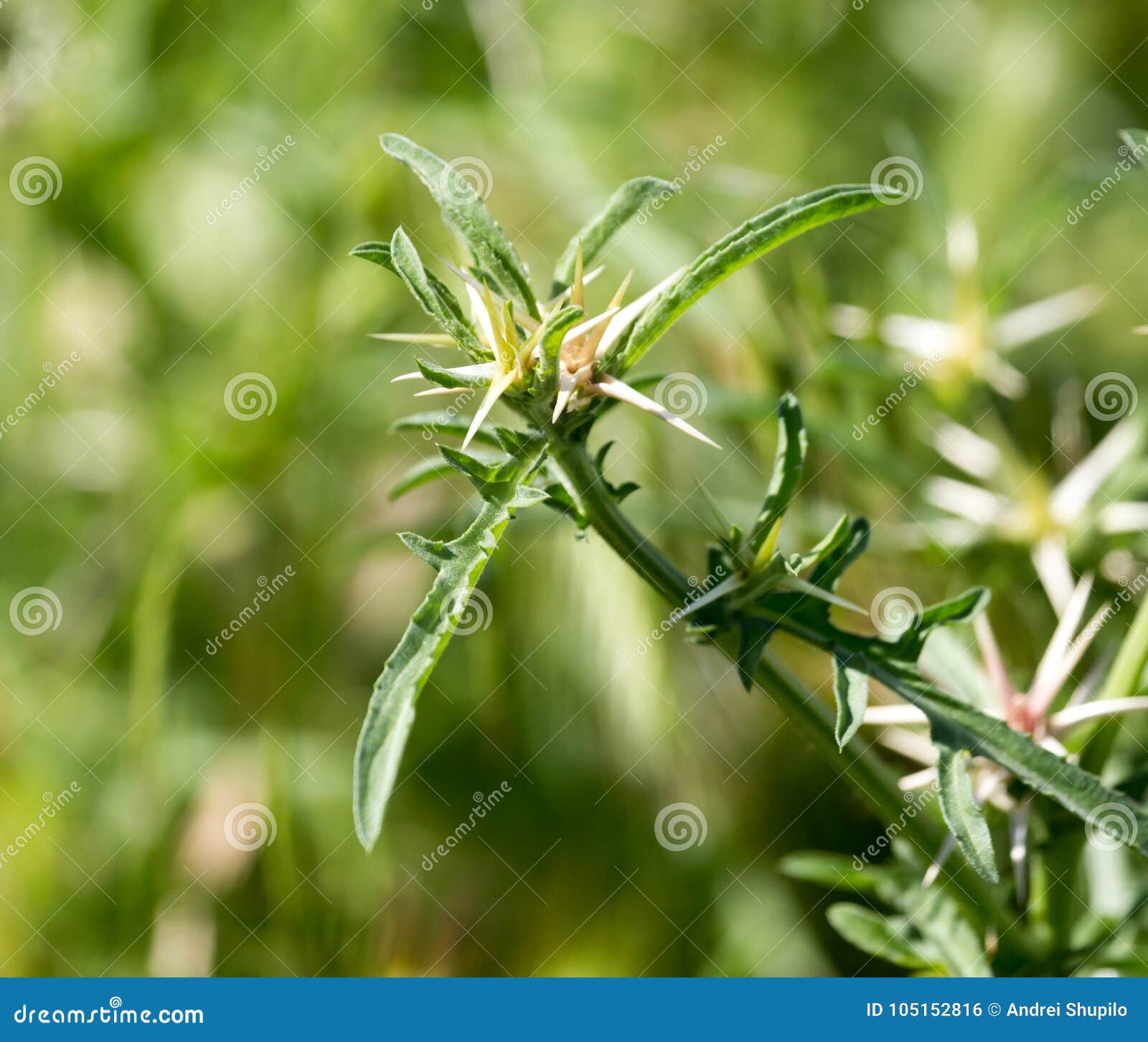 Prickly plant in nature stock photo. Image of leaf, closeup - 105152816
