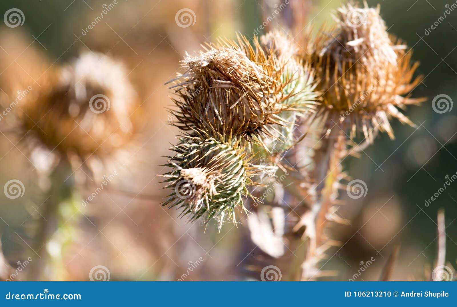 Prickly plant in nature stock photo. Image of prickly - 106213210