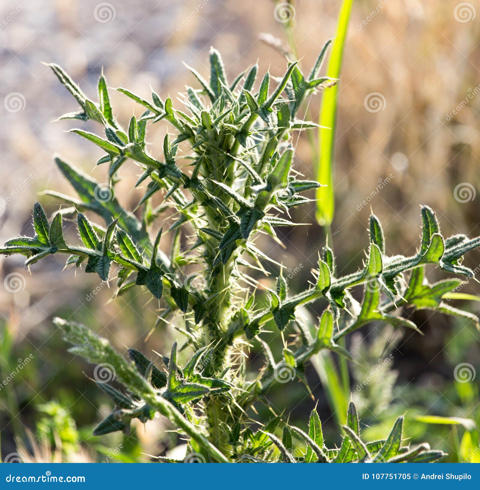 Prickly plant in nature stock image. Image of prickly - 107751705