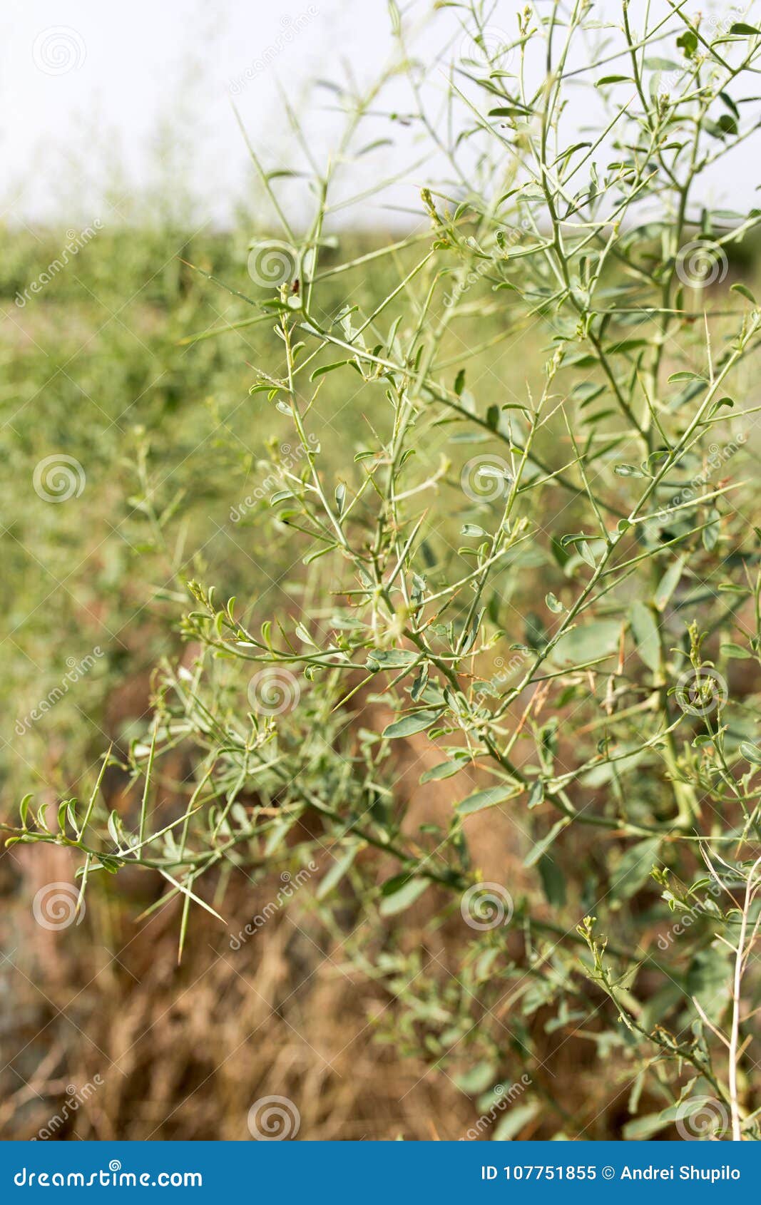 Prickly plant in nature stock image. Image of prickly - 107751855