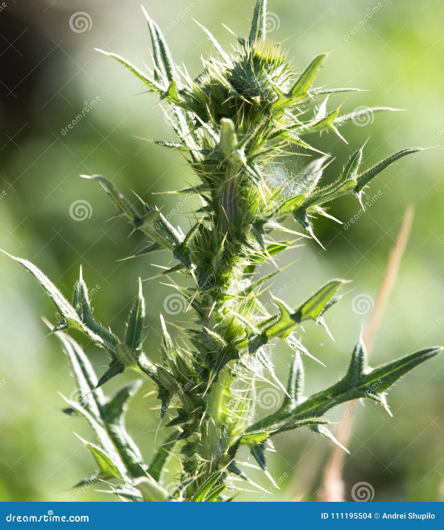 Prickly plant in nature stock photo. Image of prickly - 111195504