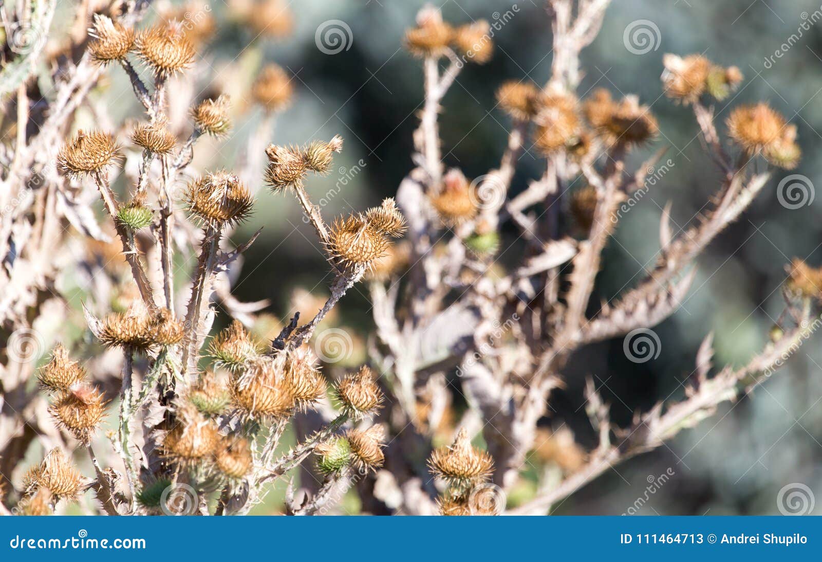 Prickly plant in nature stock image. Image of closeup - 111464713