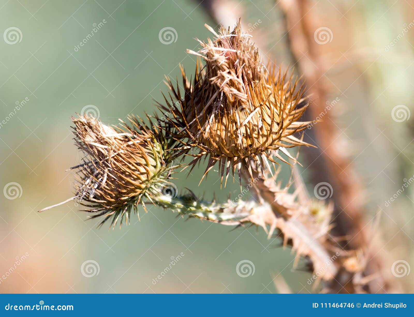 Prickly plant in nature stock photo. Image of plant - 111464746