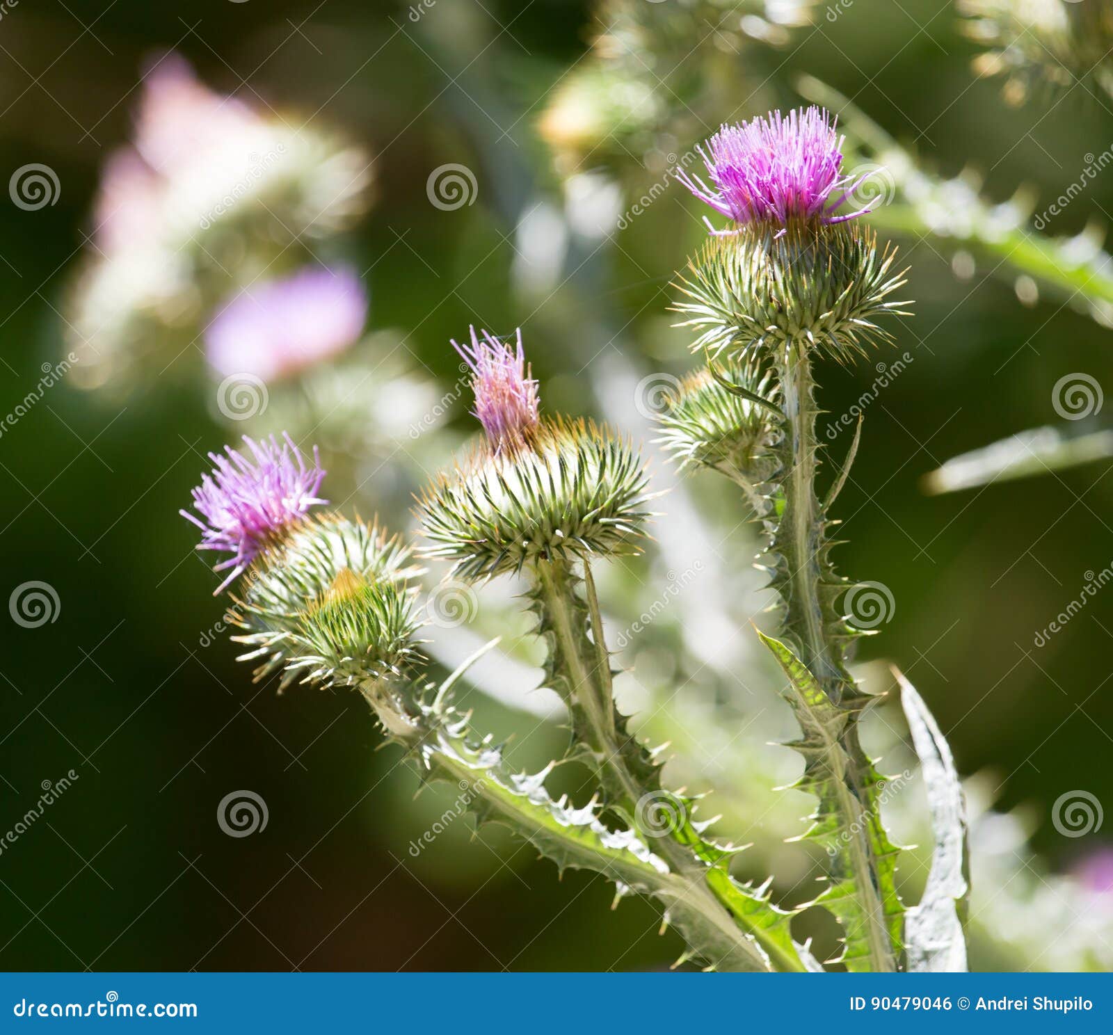 Prickly plant in nature stock photo. Image of thorn, pins - 90479046