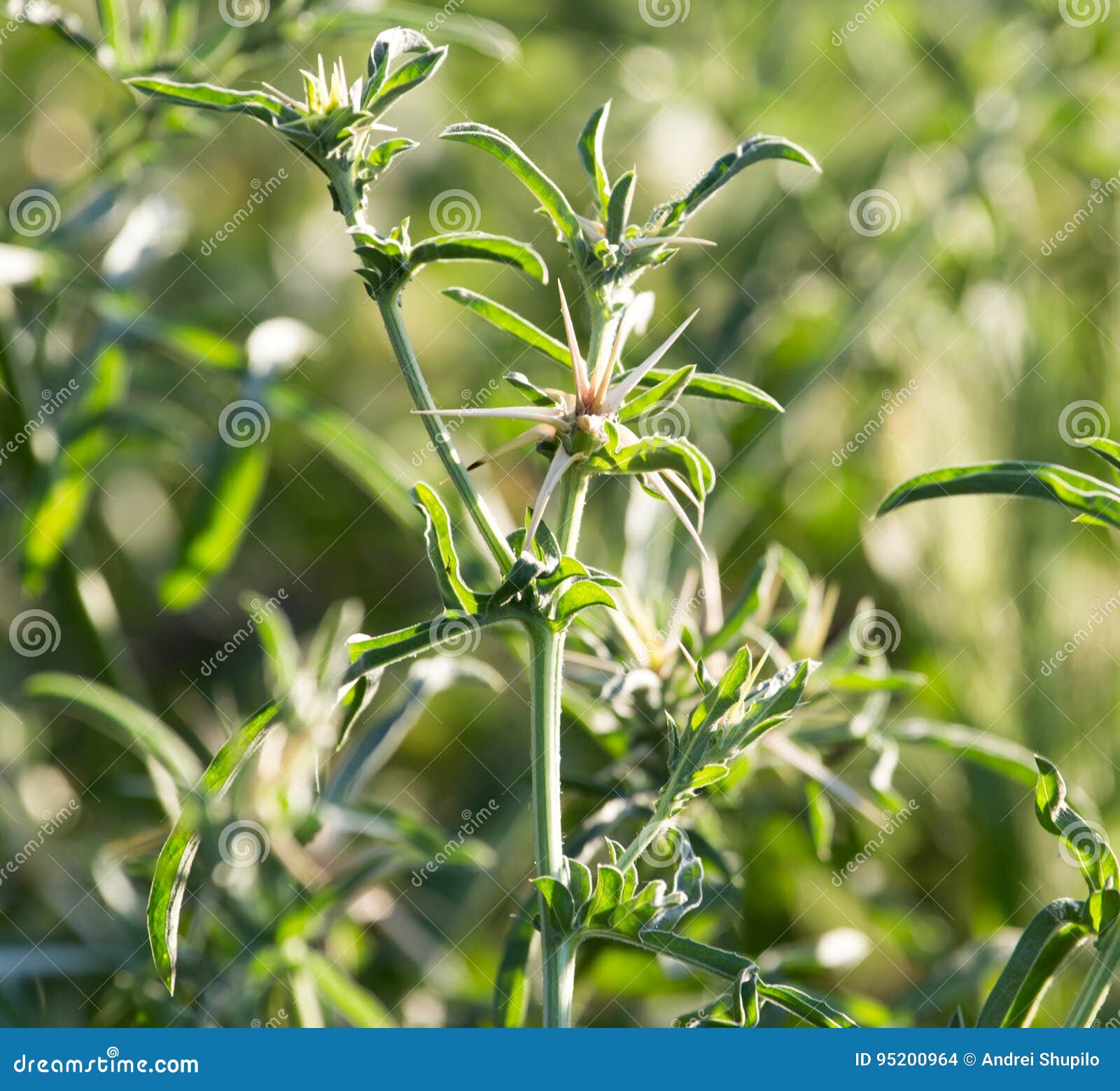 Prickly plant in nature stock photo. Image of flora, thorny - 95200964