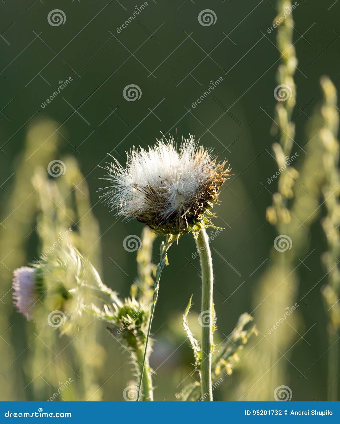 Prickly plant in nature stock photo. Image of closeup - 95201732