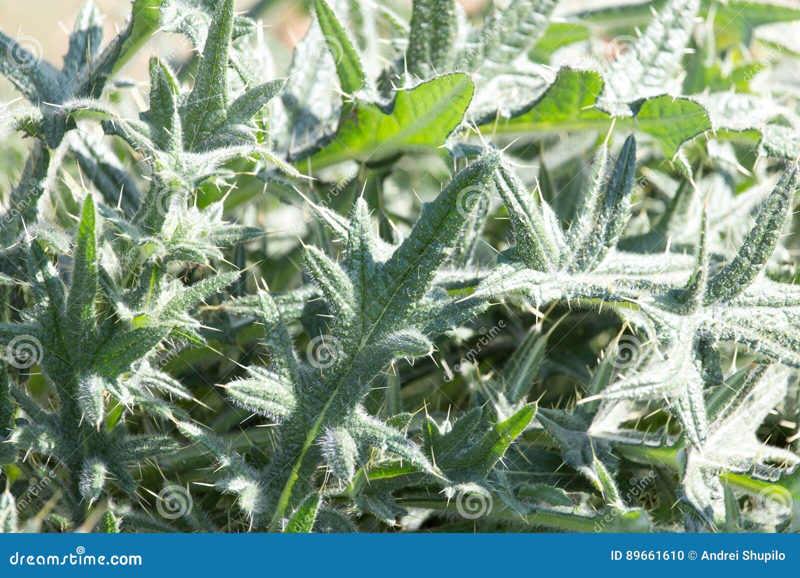 Prickly plant stock photo. Image of desert, opuntia, food - 89661610