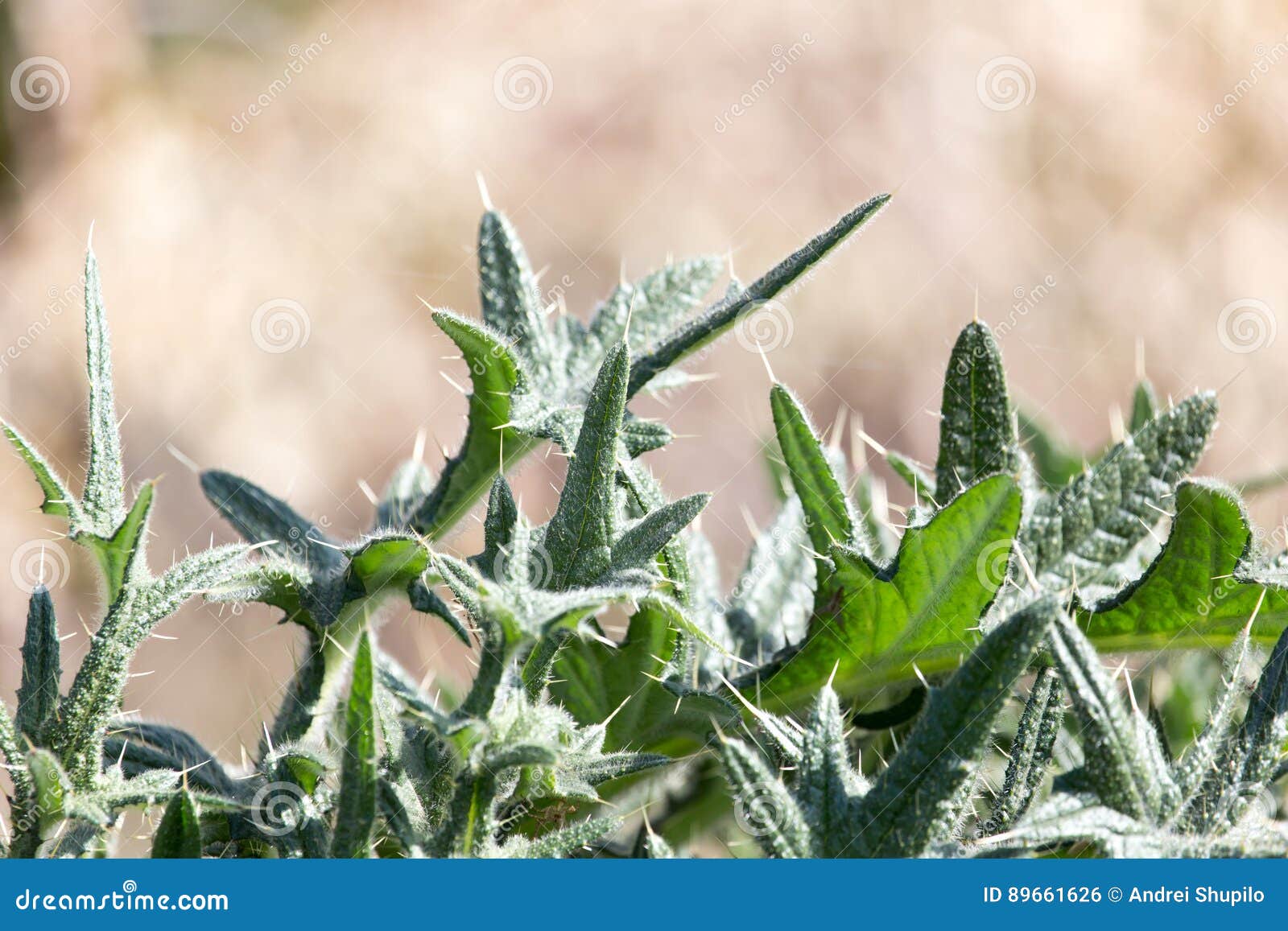 Prickly plant stock photo. Image of nature, cactaceae - 89661626