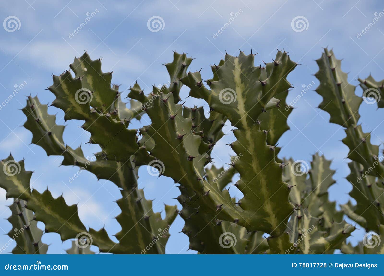 Prickly Points of a Cactus in Aruba. Stock Photo - Image of aruban ...