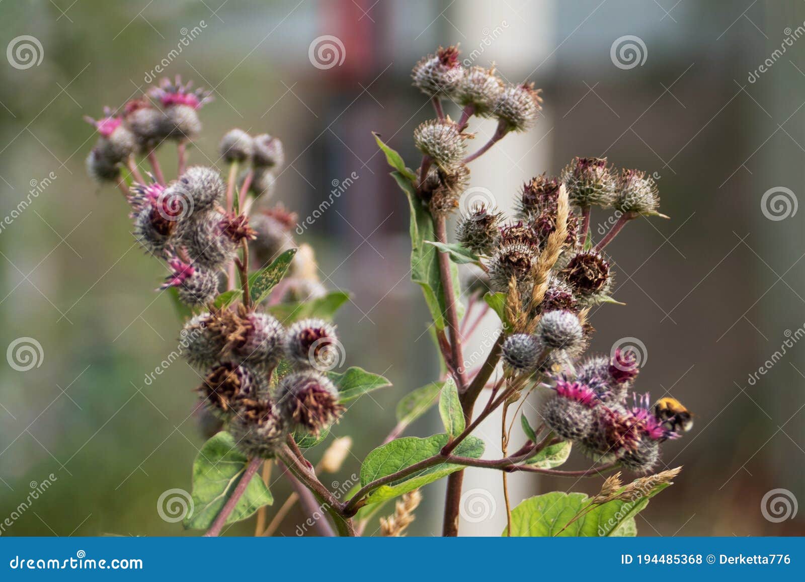 Prickly Purple Thistle Flowers. the Wild Plant Grows in Fields and ...