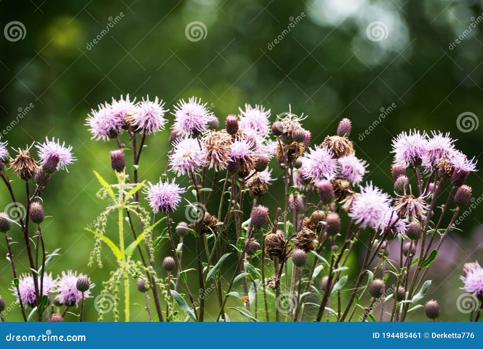 Prickly Purple Thistle Flowers. the Wild Plant Grows in Fields and ...