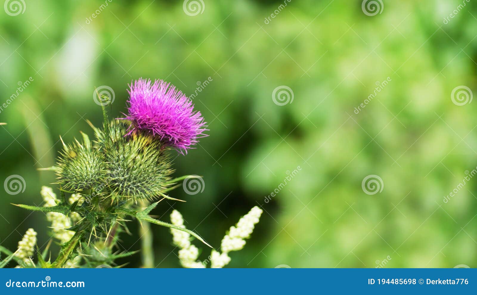 Prickly Purple Thistle Flowers. the Wild Plant Grows in Fields and ...
