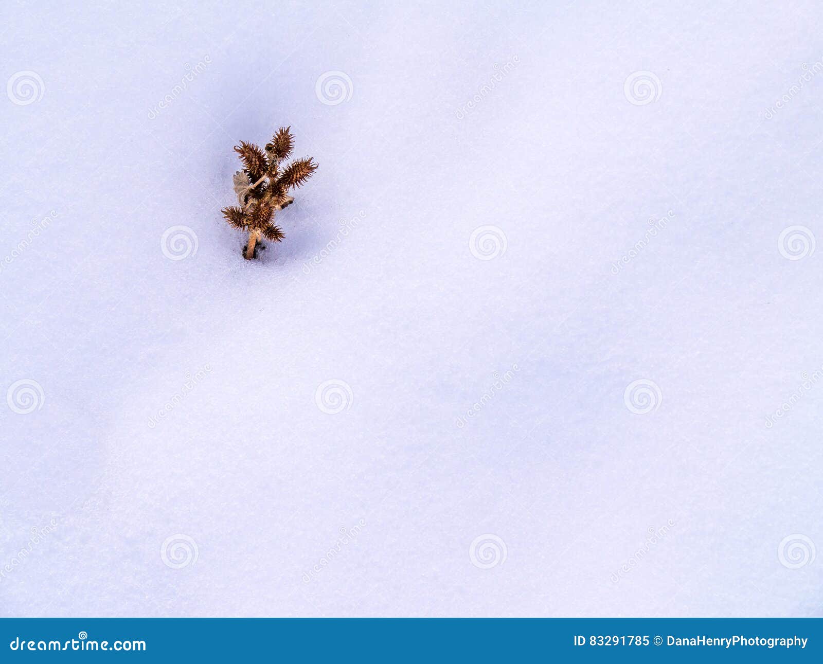 Seed Pod Cluster in Snow stock image. Image of seed, copy - 83291785