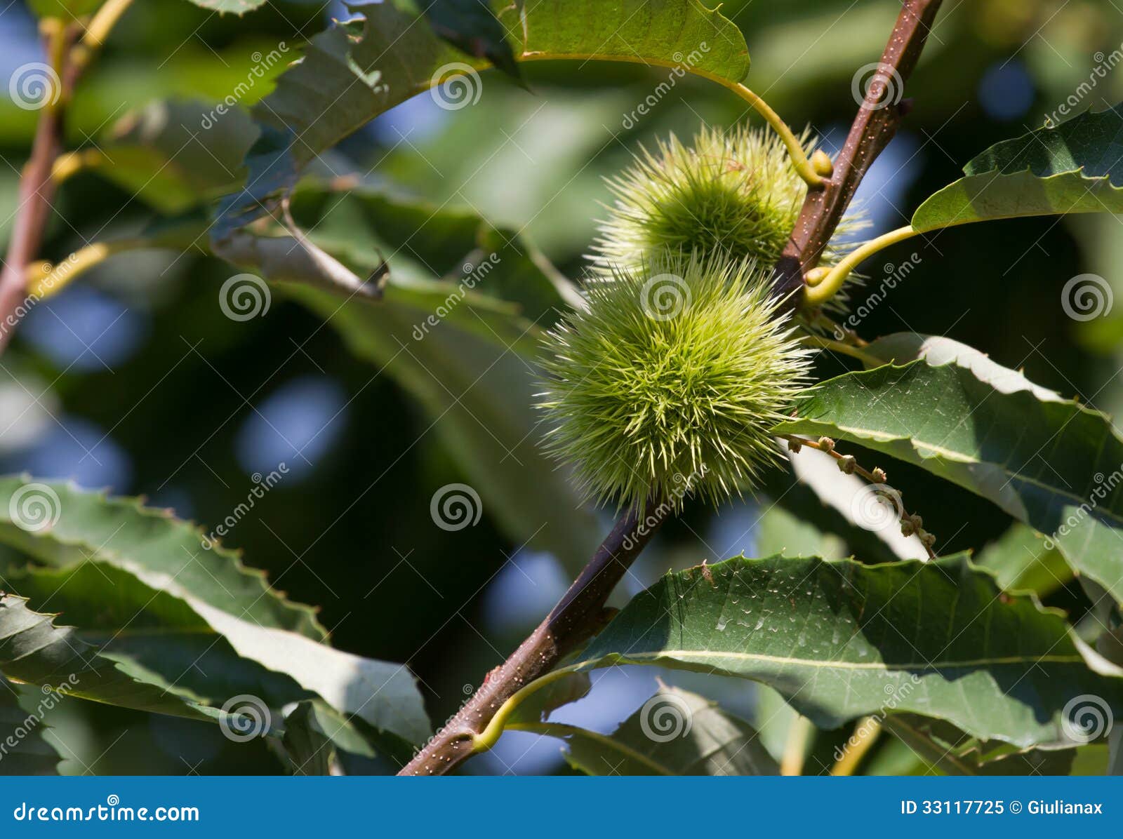 Prickly Shell that Covers the Chestnut Stock Image - Image of tree ...