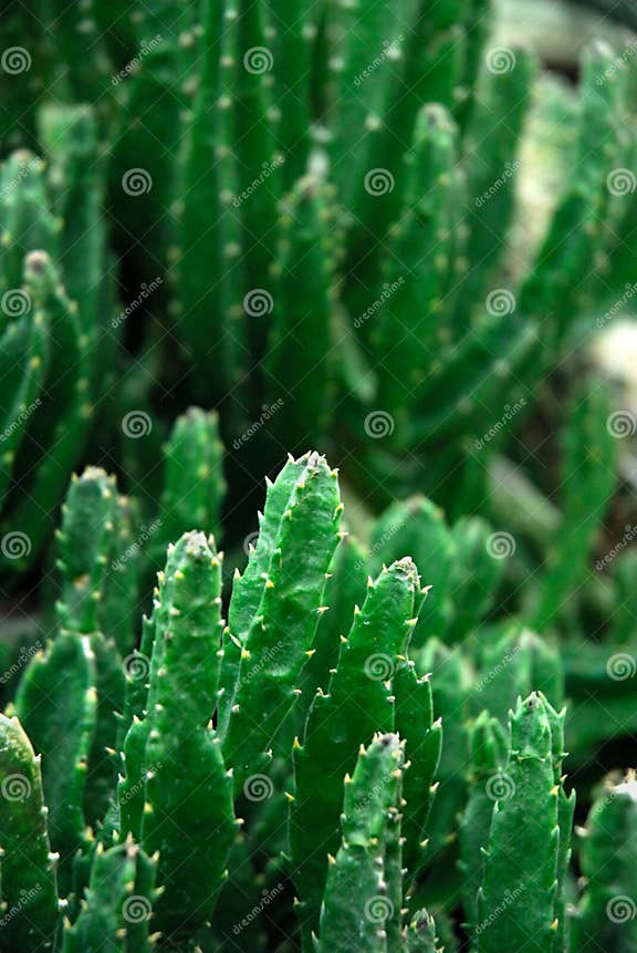 Prickly things stock photo. Image of columnar, cacti, tops - 1381276