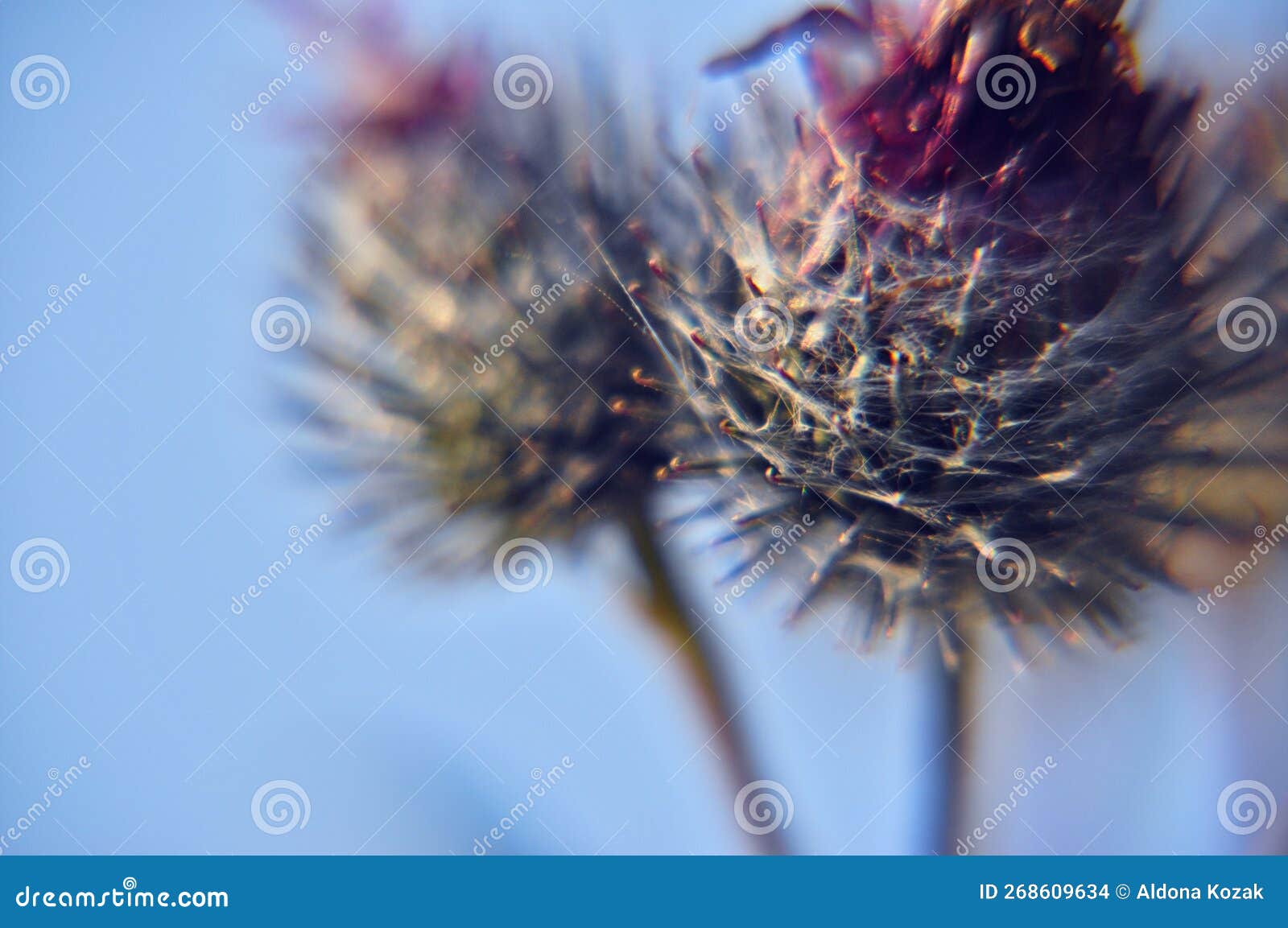 Prickly Thistle Flower in the Meadow Close-up Very Sharp Spikes Attach ...