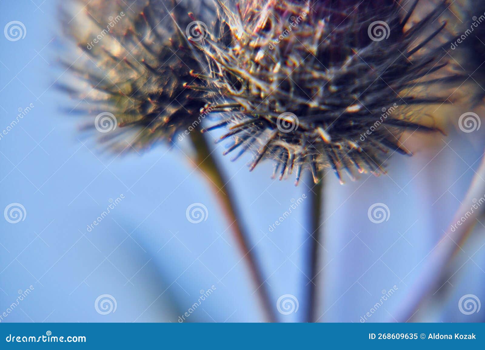 Prickly Thistle Flower in the Meadow Close-up Very Sharp Spikes Attach ...