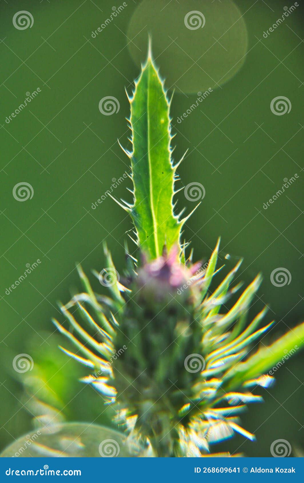 Prickly Thistle Flower in the Meadow Close-up Very Sharp Spikes Attach ...