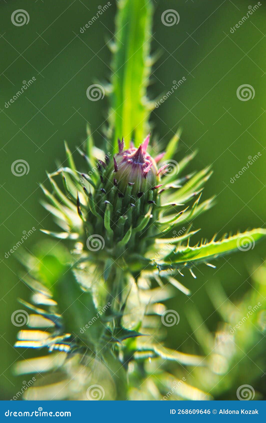 Prickly Thistle Flower in the Meadow Close-up Very Sharp Spikes Attach ...