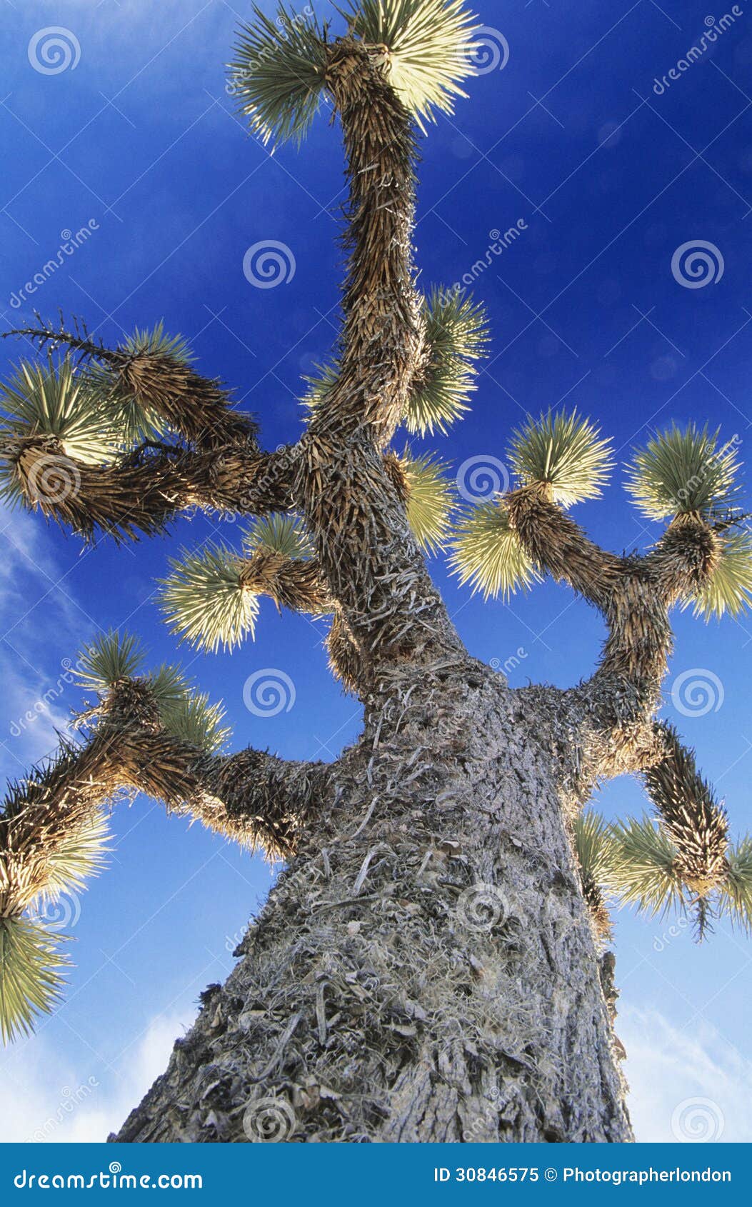25,601 Prickly Tree Stock Photos - Free & Royalty-Free Stock Photos ...