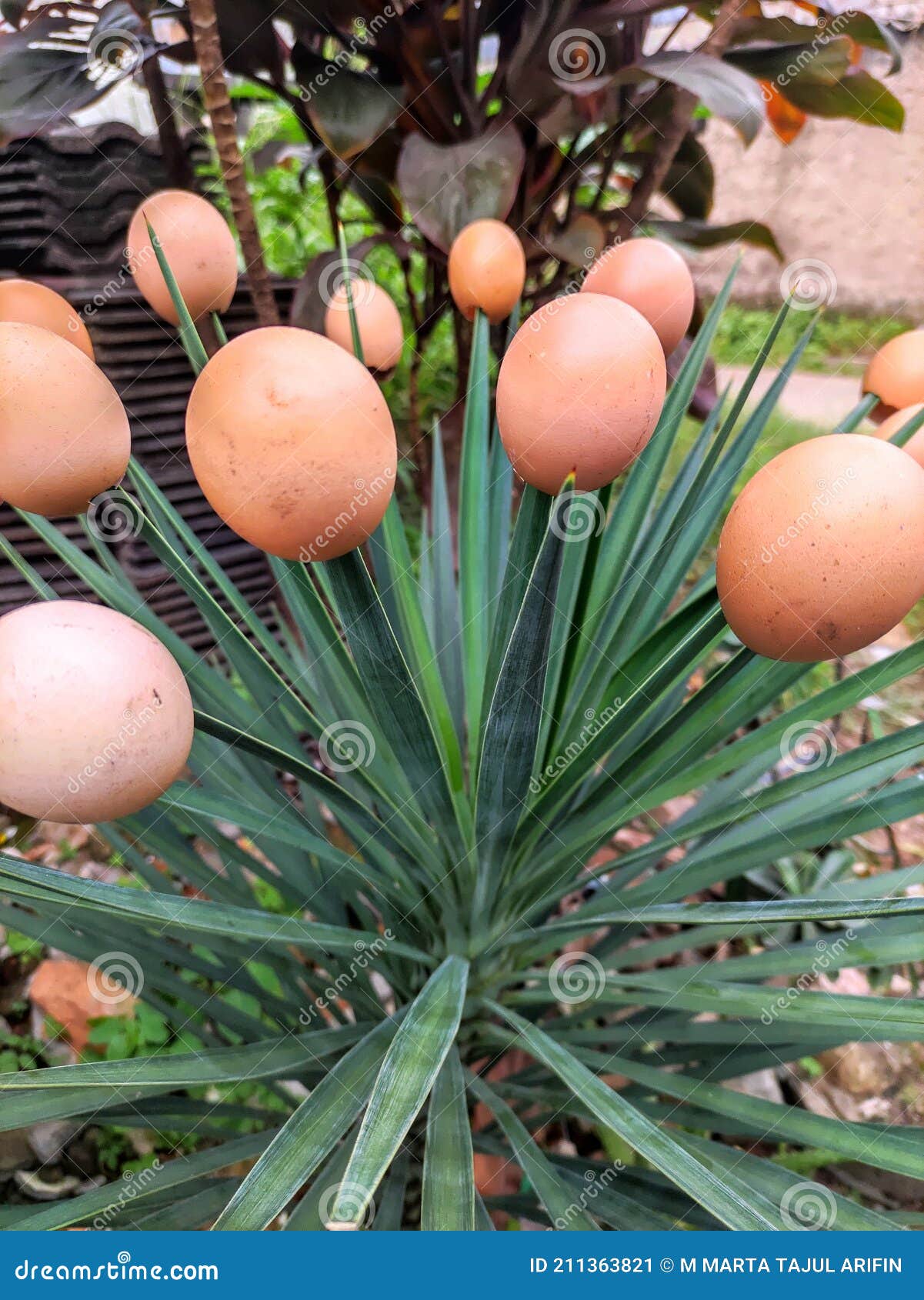 Prickly tree stock image. Image of prickly, shells, tree - 211363821