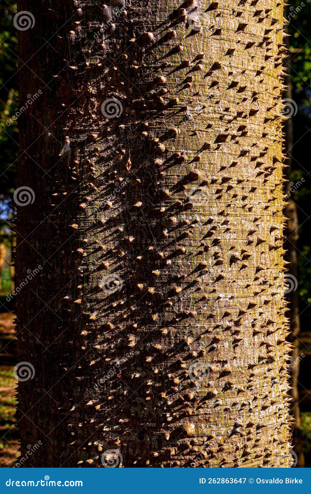 Prickly Tree Trunk Under Sun Rays Stock Image - Image of tropical ...